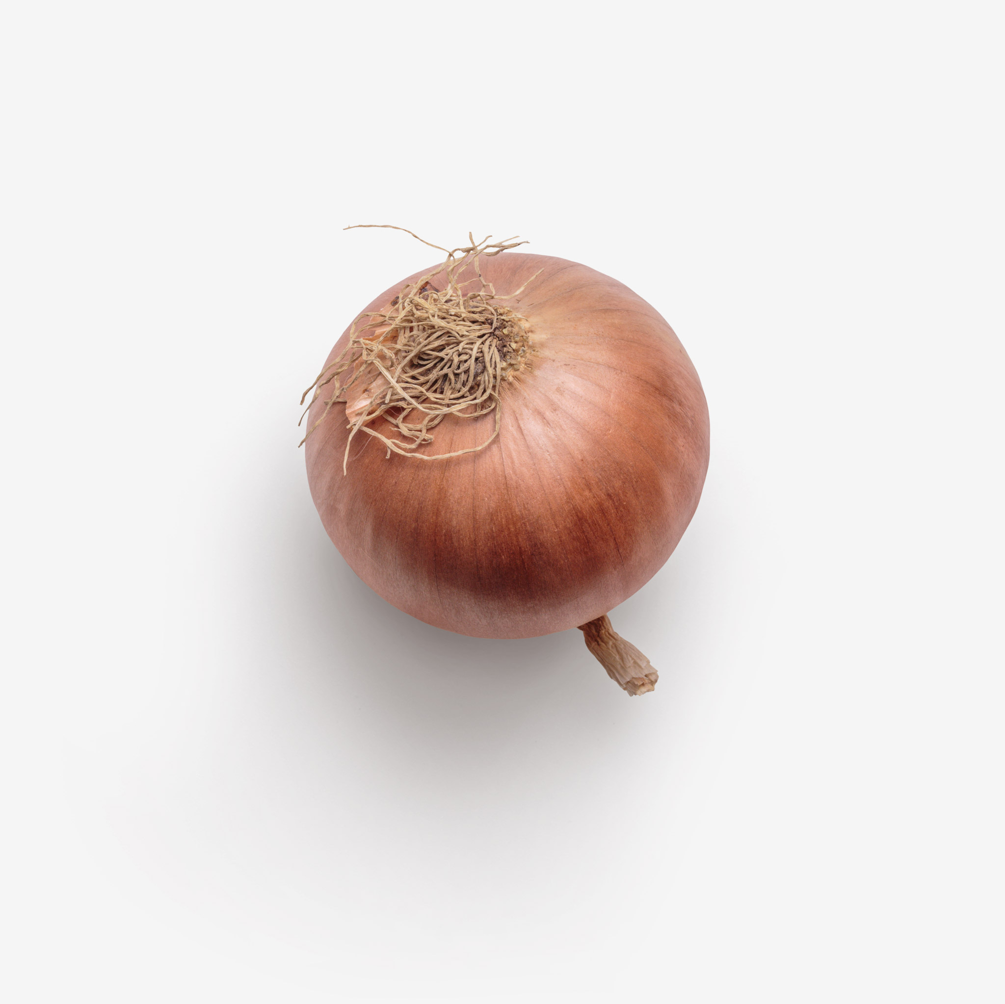 Onion graphic asset
